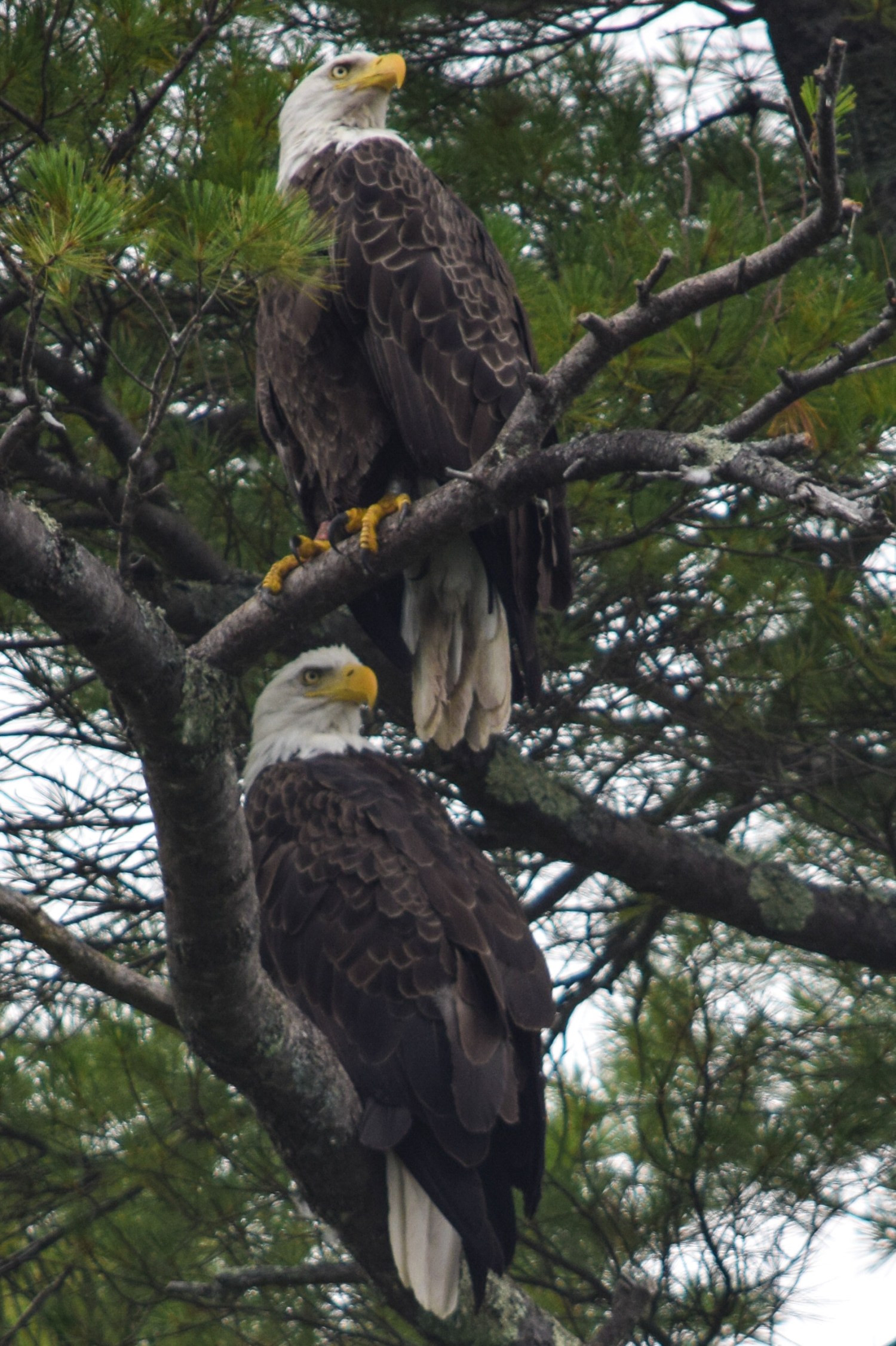 Bald Eagles – Anna Mannello
